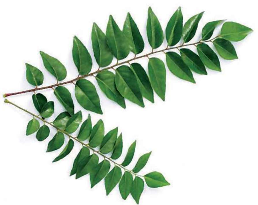 shop-online-curry-leaves-in-bhubaneswar-at-best-price-ritikart
